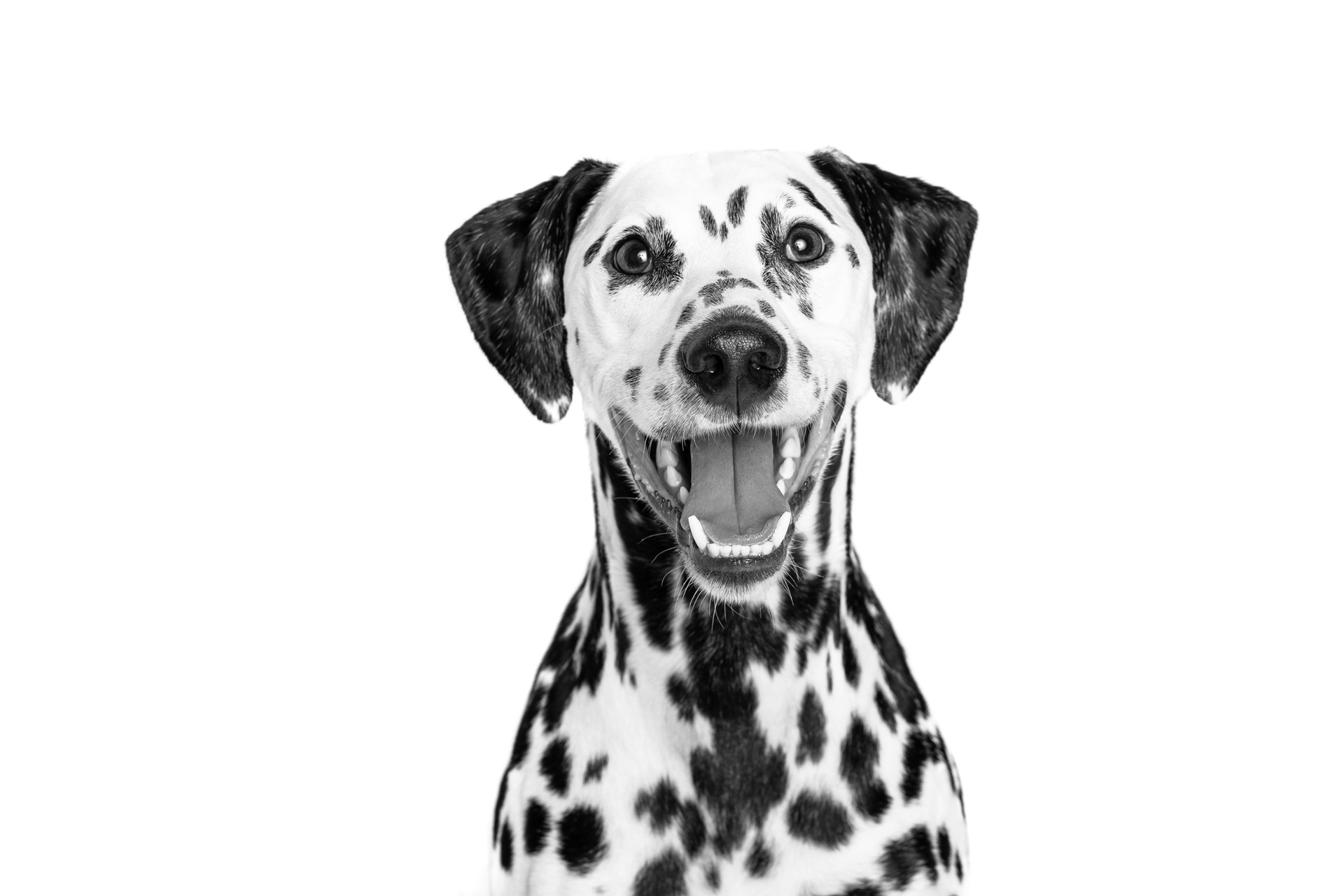 Dog Portraits » Ian Boichat Photography